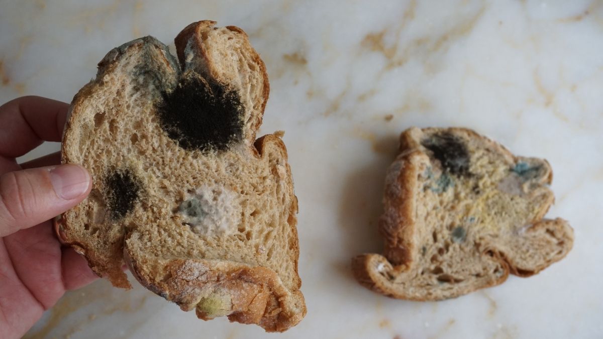 Berapa Lama Roti Kemasan Tahan dari Jamur dan Pembusukan? - KlikDokter