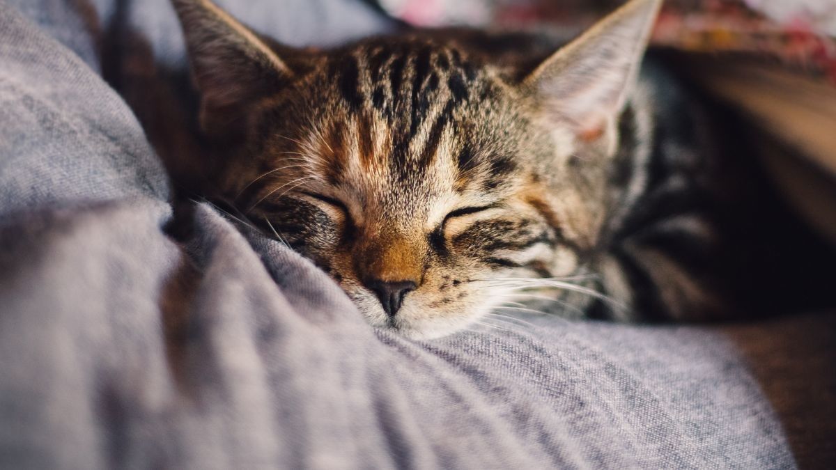 Mengetahui Penyebab, Ciri, dan Cara Mengobati Kucing Demam - KlikDokter