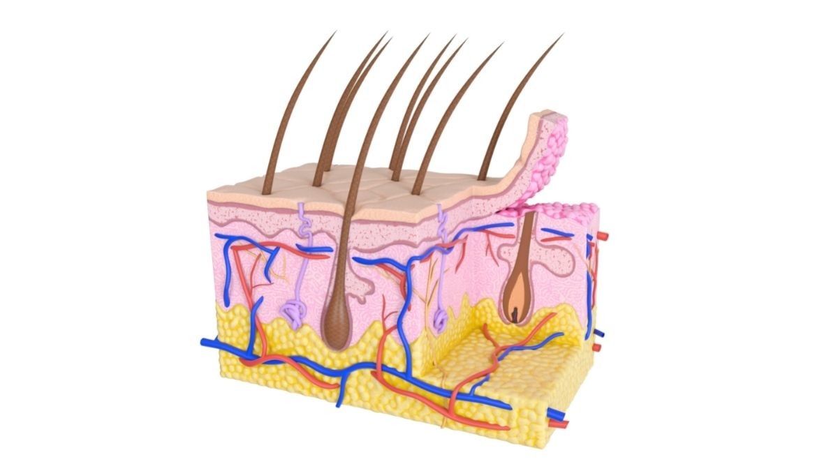 Mengenal Lapisan Pelindung Kulit pada Epidermis - KlikDokter