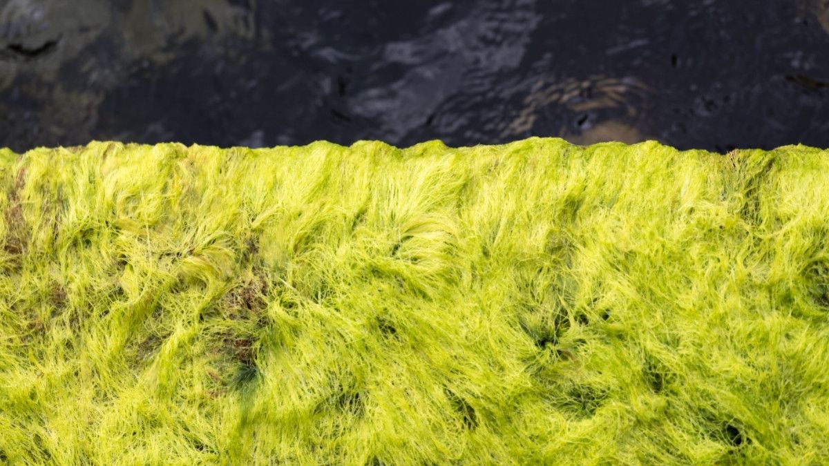 Manfaat Alga Lumut Laut untuk Kesuburan Pria dan Wanita - KlikDokter