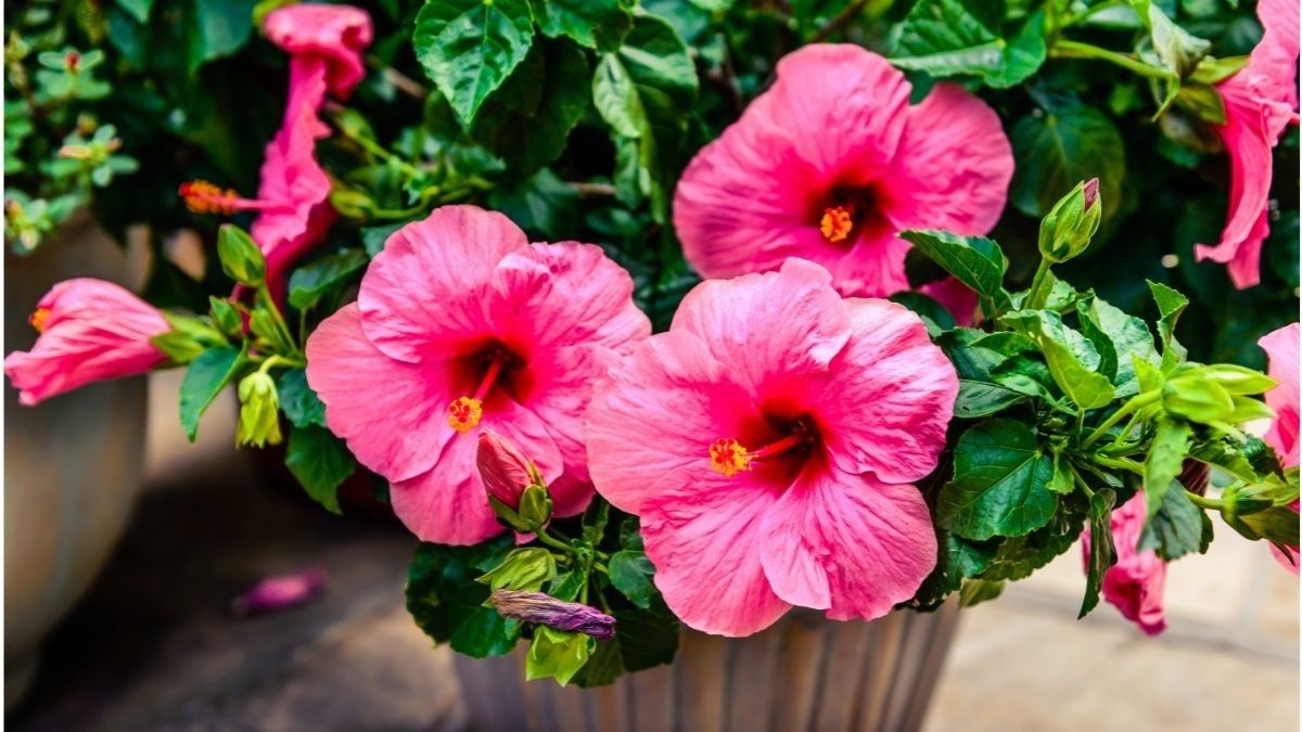 Manfaat Bunga Hibiscus untuk Kecantikan Kulit - KlikDokter