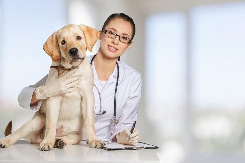 Siapa Saja yang Perlu Vaksin Rabies? - KlikDokter