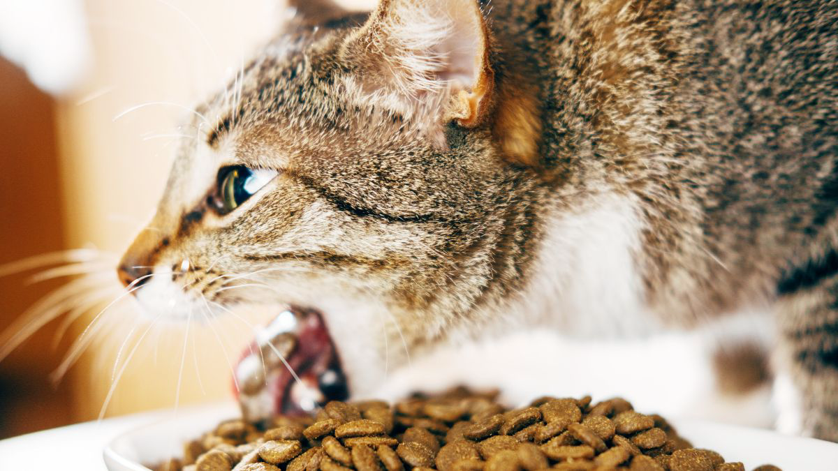 Kucing Kamu Cacingan? Ini Penyebab dan Cara Mengatasinya - KlikDokter