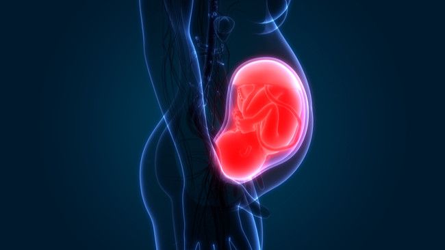 7 Fakta Menarik tentang Ari-ari Bayi, Apa Peran Ari-ari? - KlikDokter