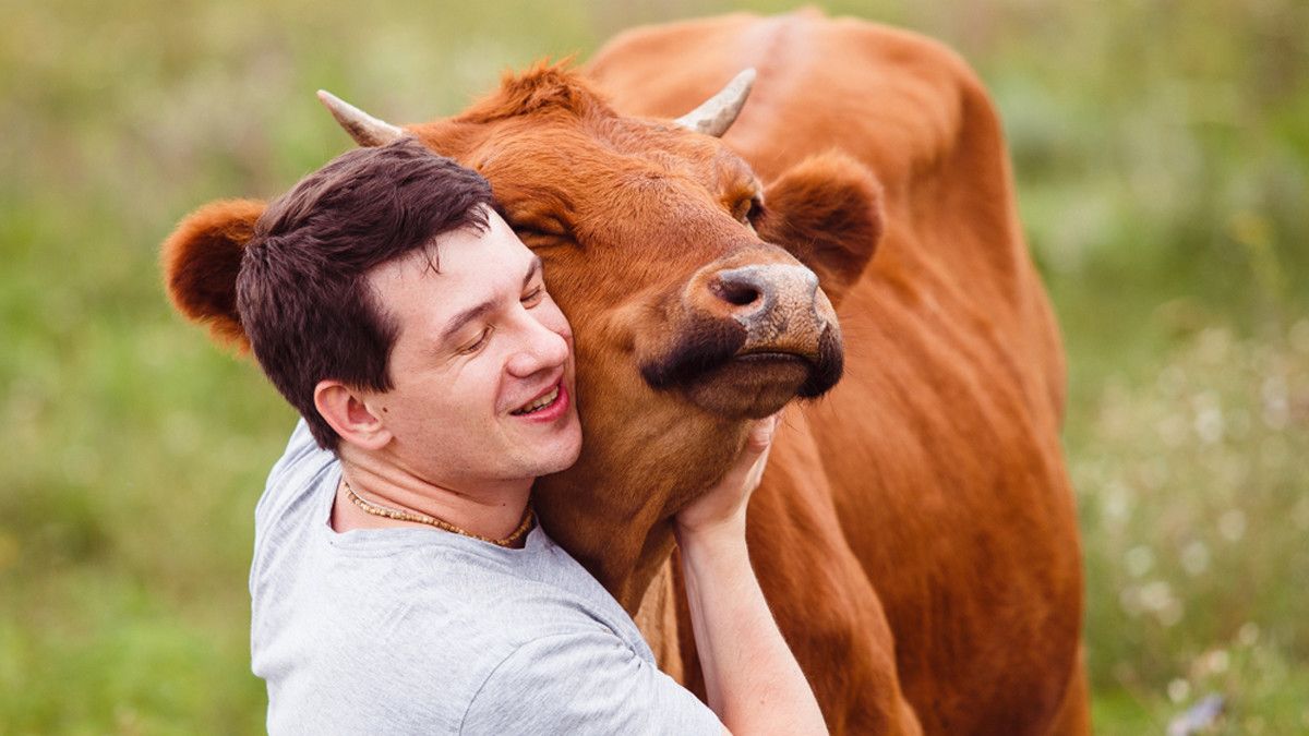 Mengulik Fakta Terapi Memeluk Sapi untuk Redakan Stres - KlikDokter