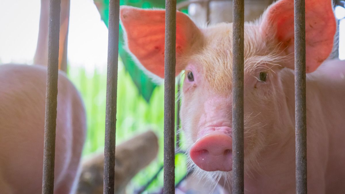 Muncul Virus G4 Flu Babi yang Berpotensi Jadi Pandemi di Tiongkok ...