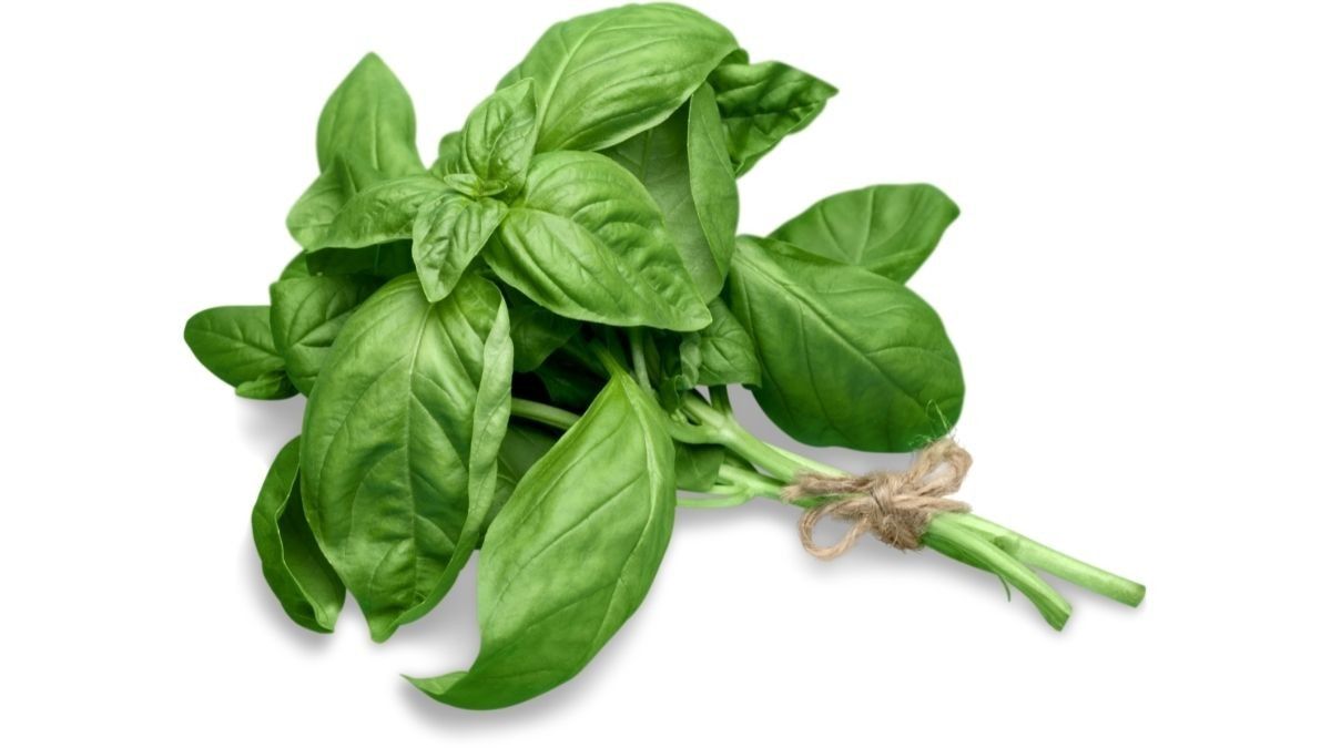 Mengungkap Manfaat Kemangi untuk Kesehatan Paru-Paru - KlikDokter