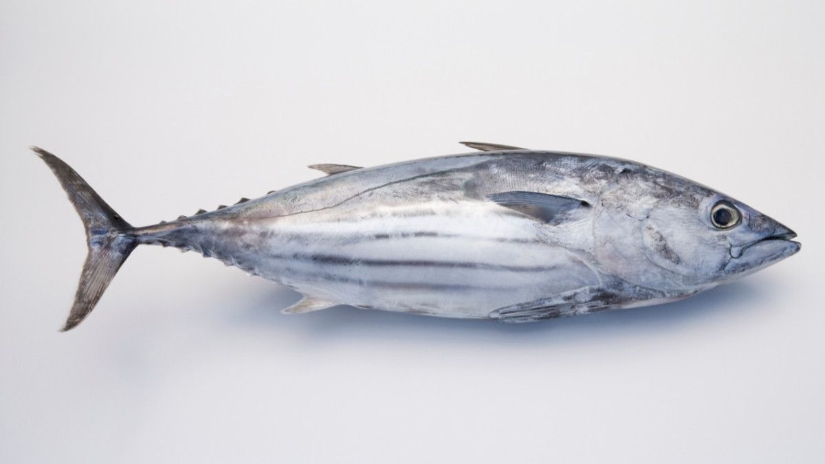 9 Manfaat Ikan Cakalang yang Bergizi bagi Kesehatan - KlikDokter