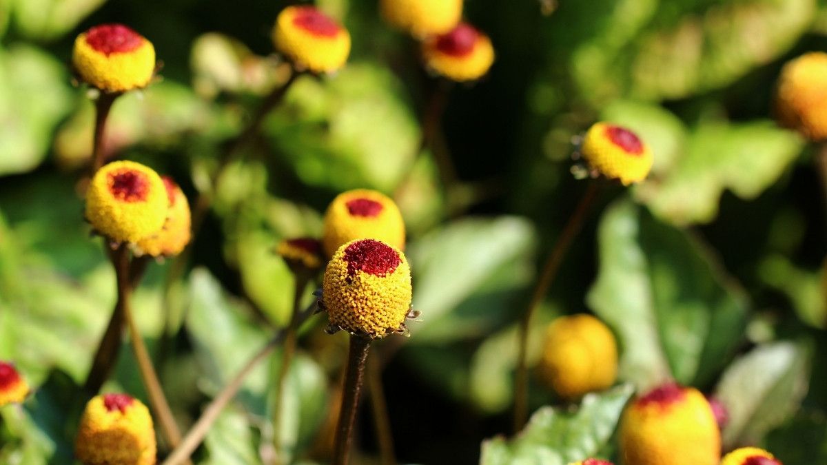 Spilanthol dan Manfaatnya untuk Perawatan Kulit Wajah - KlikDokter