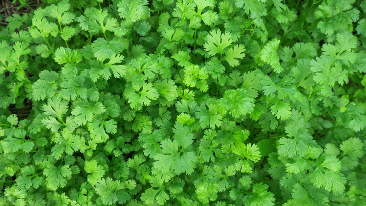 Mau Pakai Daun Ketumbar untuk Kesehatan Kulit? Ini Caranya! - KlikDokter