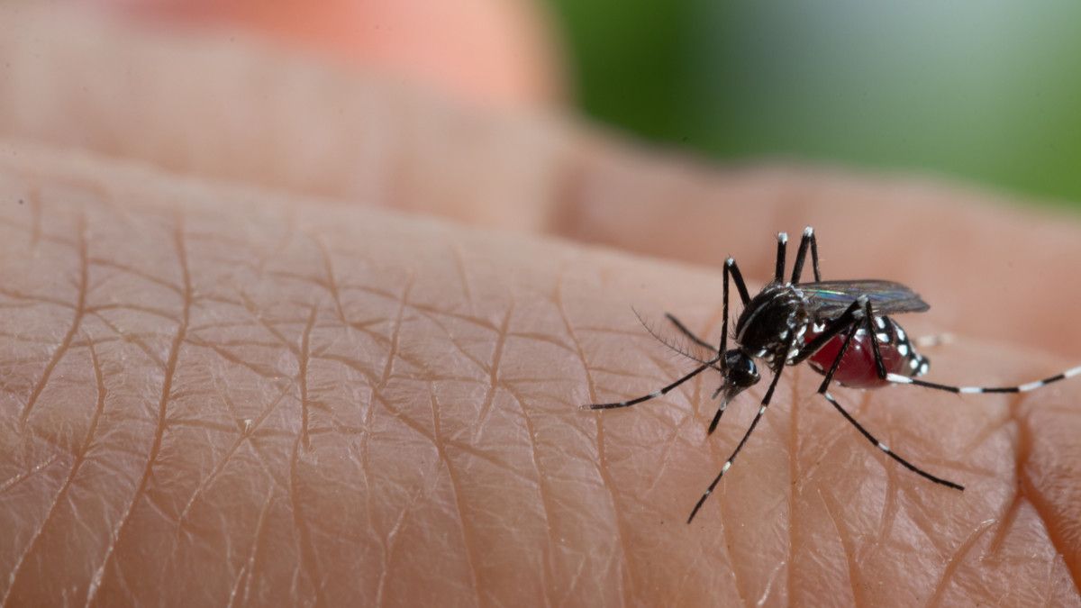 Mitos dan Fakta Soal Demam Berdarah Dengue - KlikDokter