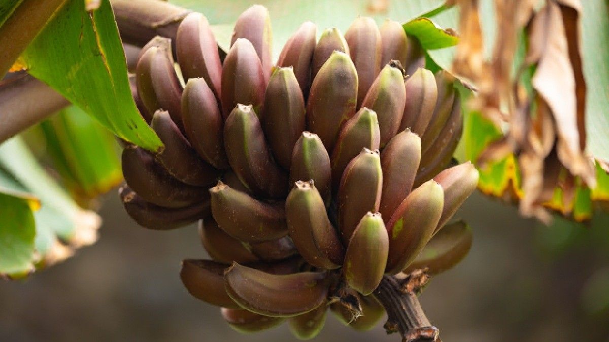 7 Manfaat Pisang Merah yang Baik untuk Kesehatan - KlikDokter