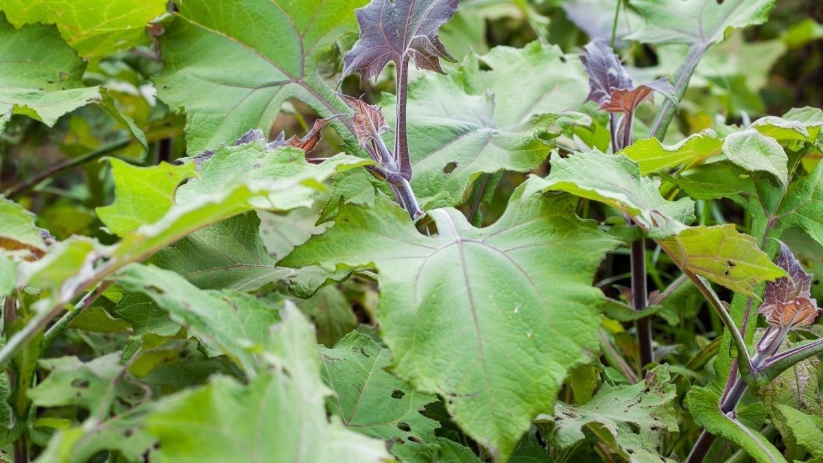 Manfaat Yakon untuk Kesehatan - KlikDokter