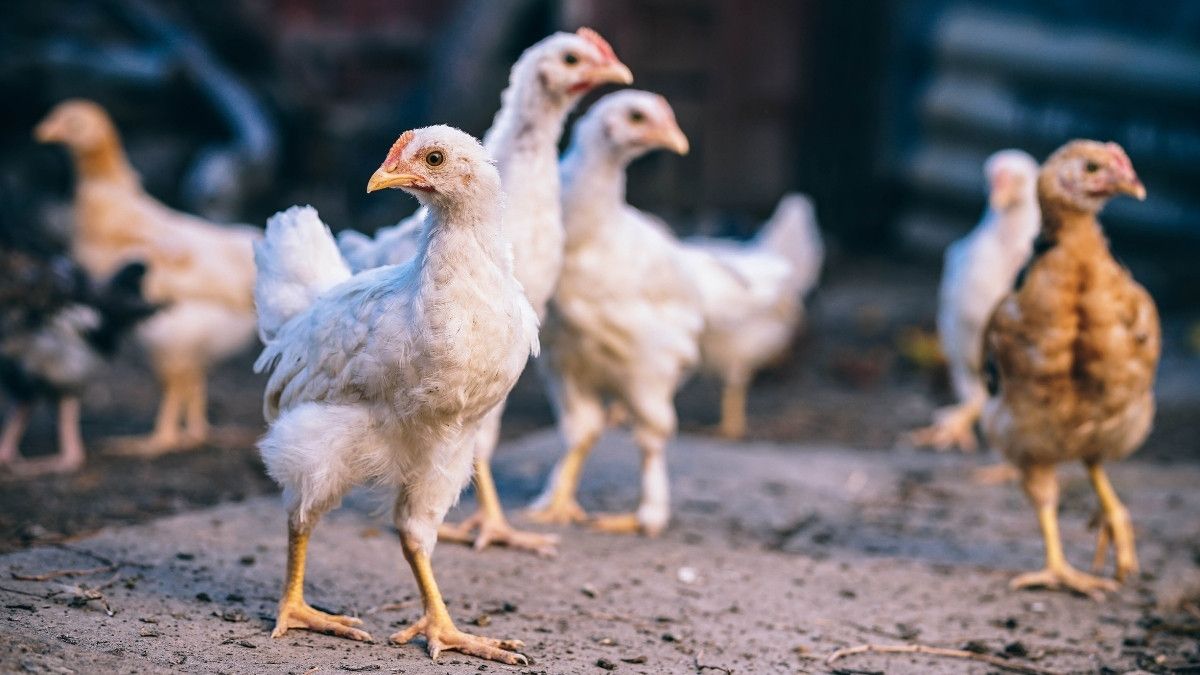 Mengenal Alektorophobia, Rasa Takut Berlebih pada Ayam - KlikDokter