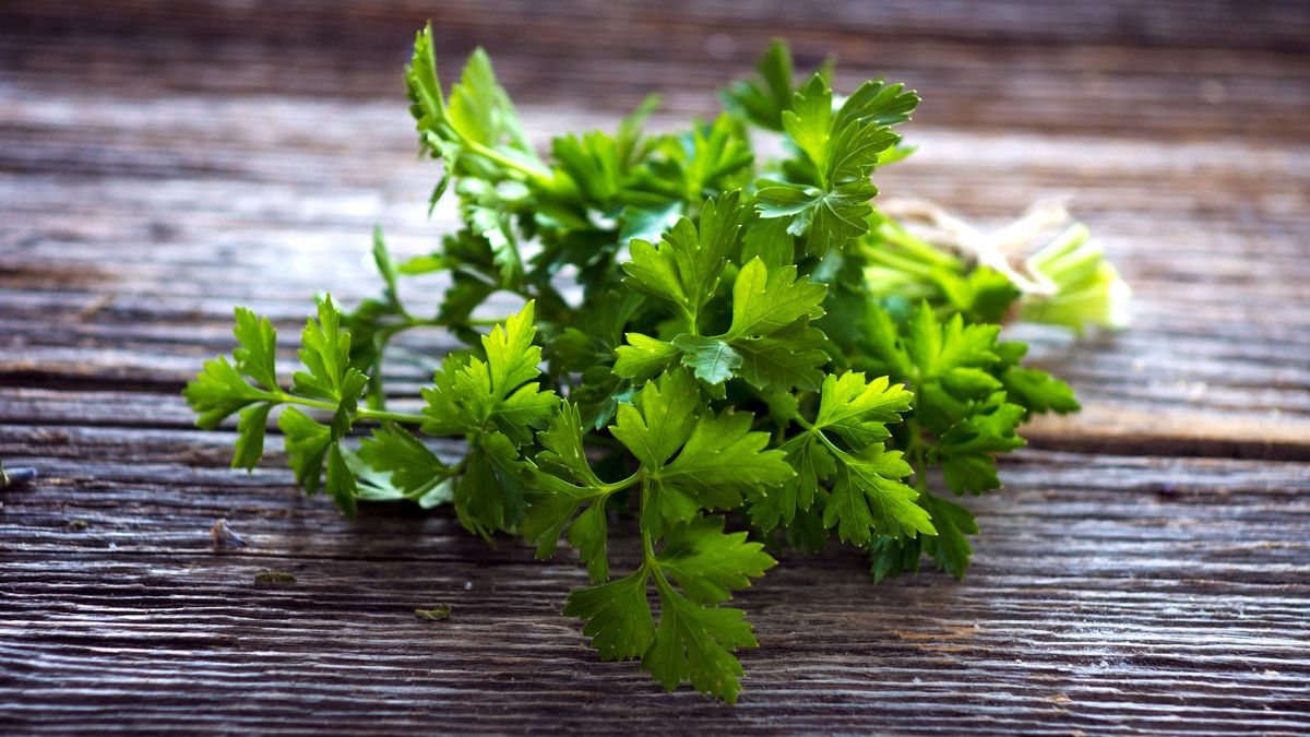 Dikenal Sebatas Penghias Makanan, Ini Manfaat Daun Parsley untuk ...