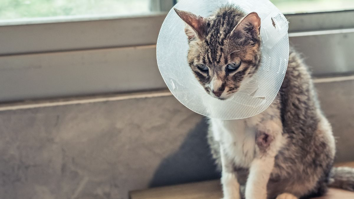 Kucing Stres: Ciri, Penyebab, dan Cara Mengatasinya - KlikDokter