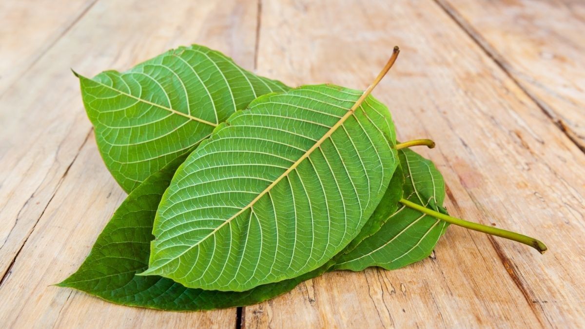 6 Manfaat Daun Kratom Bagi Kesehatan Kamu - KlikDokter