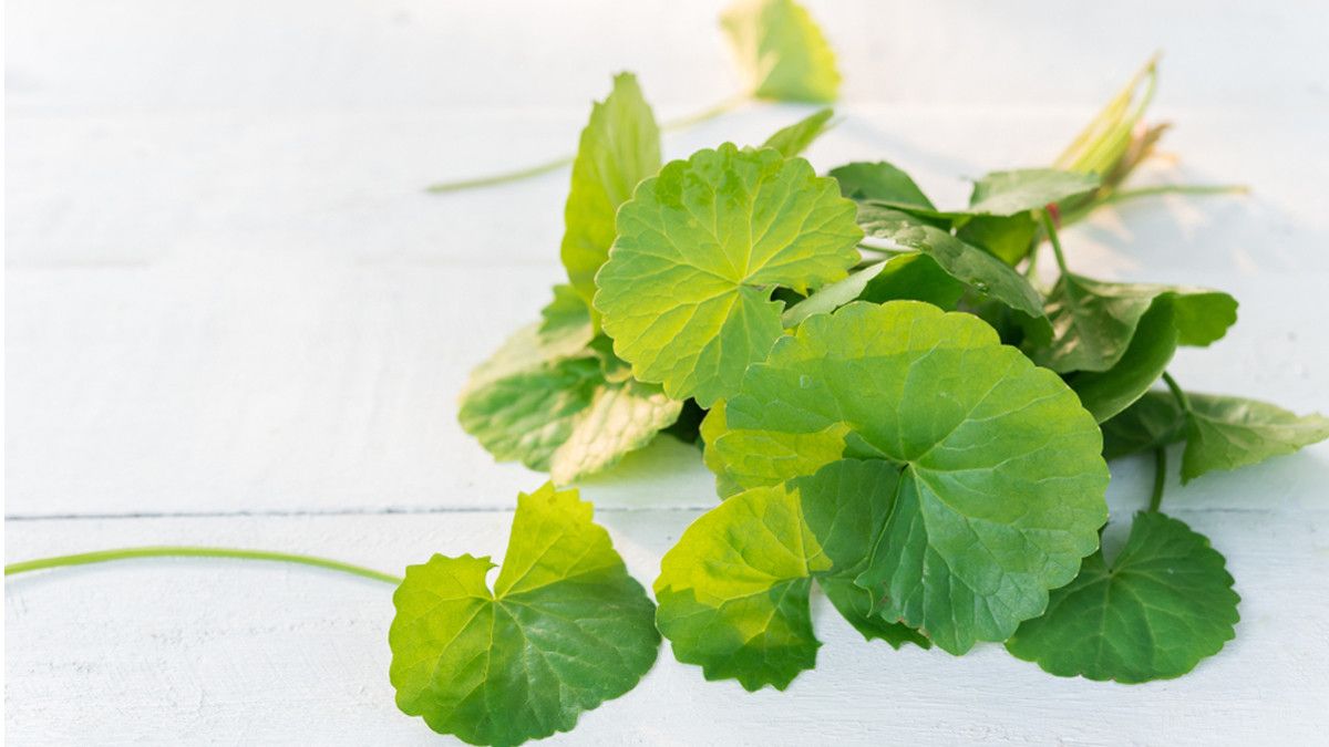 Manfaat Sayur Lalapan, dari Antanan sampai Pohpohan - KlikDokter