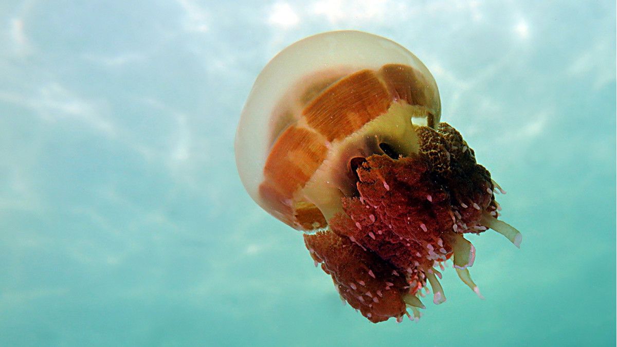 Daftar Seafood yang Bermanfaat bagi Tulang dan Gigi - KlikDokter