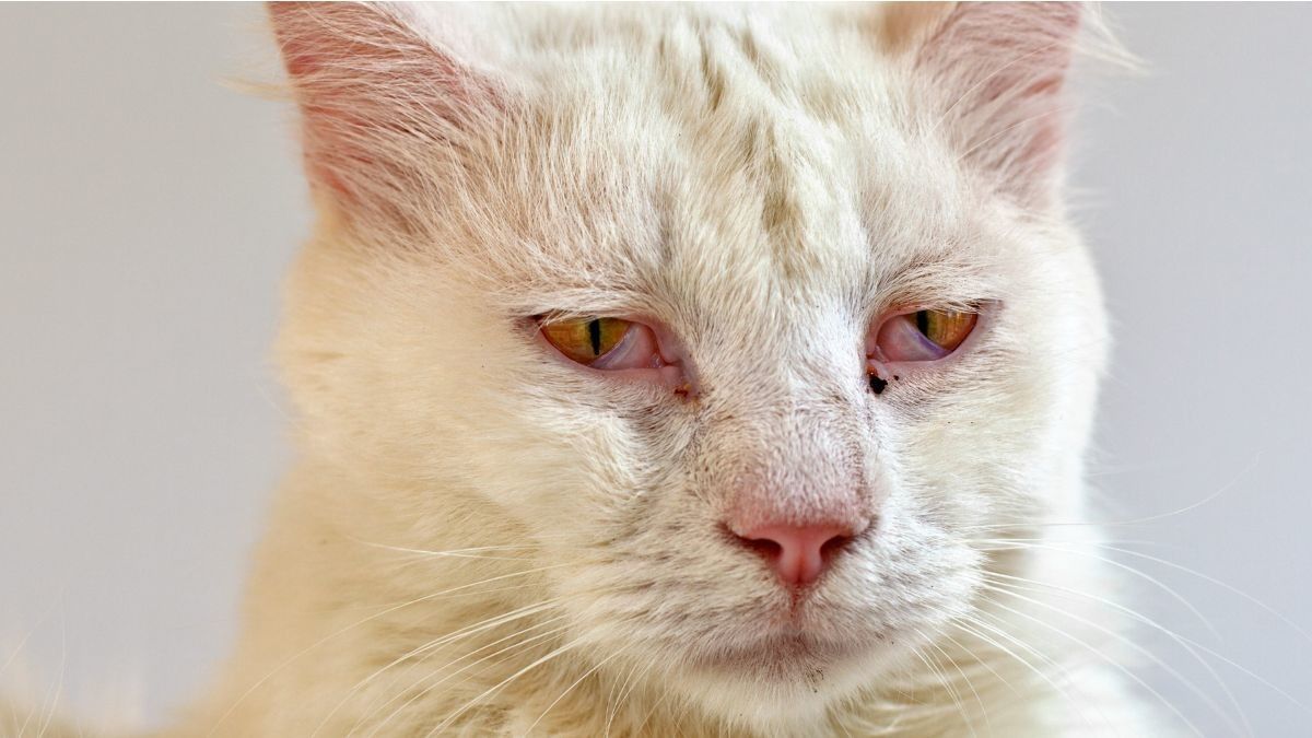 18 Ciri Kucing Sakit yang Perlu Diamati - KlikDokter