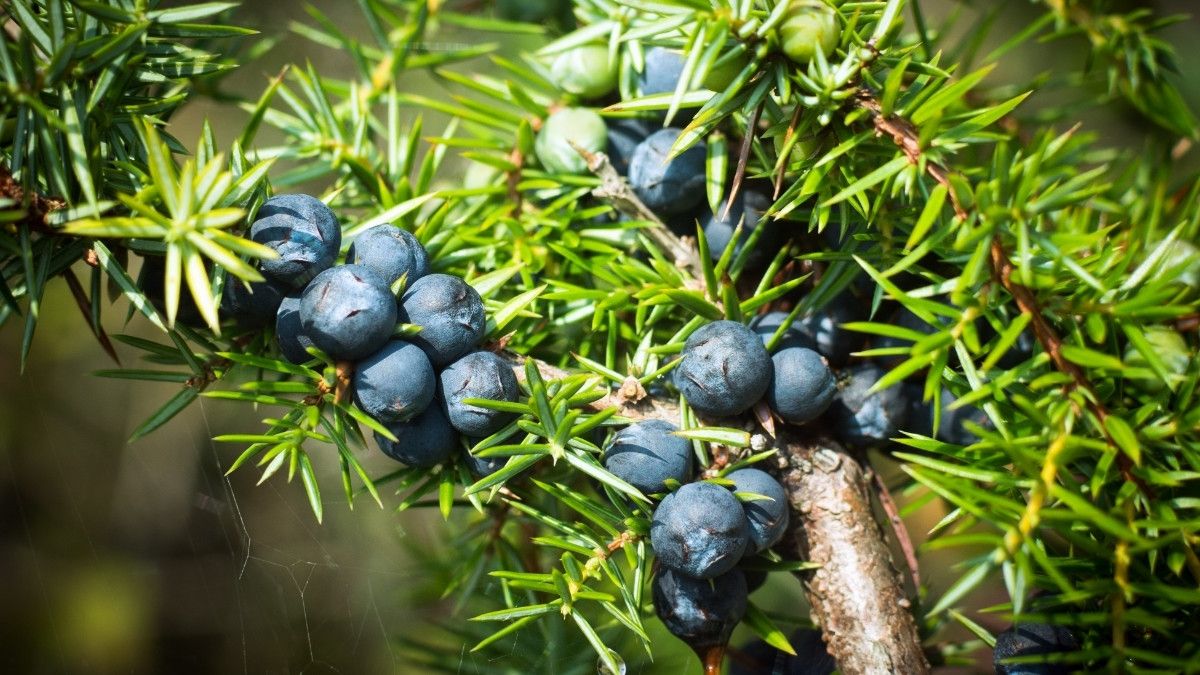 7 Manfaat Juniper Berry untuk Kesehatan - KlikDokter