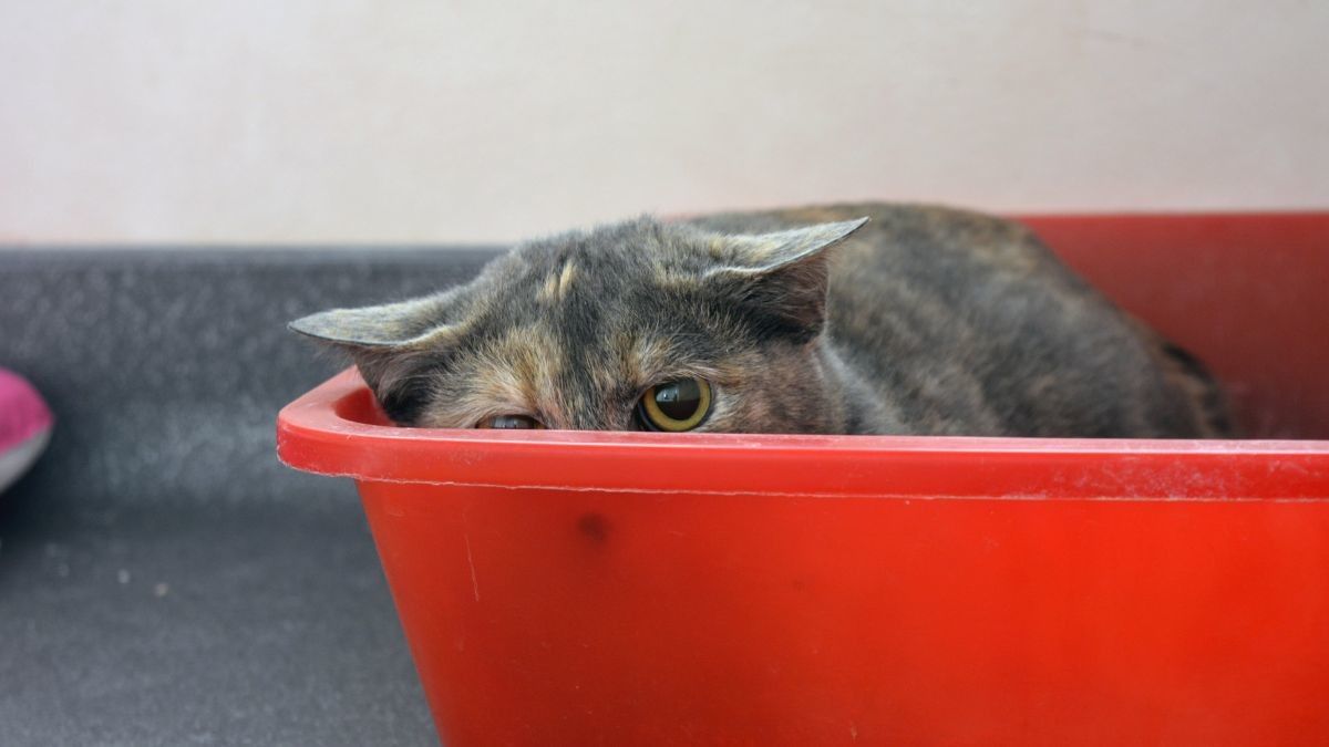 18 Ciri Kucing Sakit yang Perlu Diamati - KlikDokter