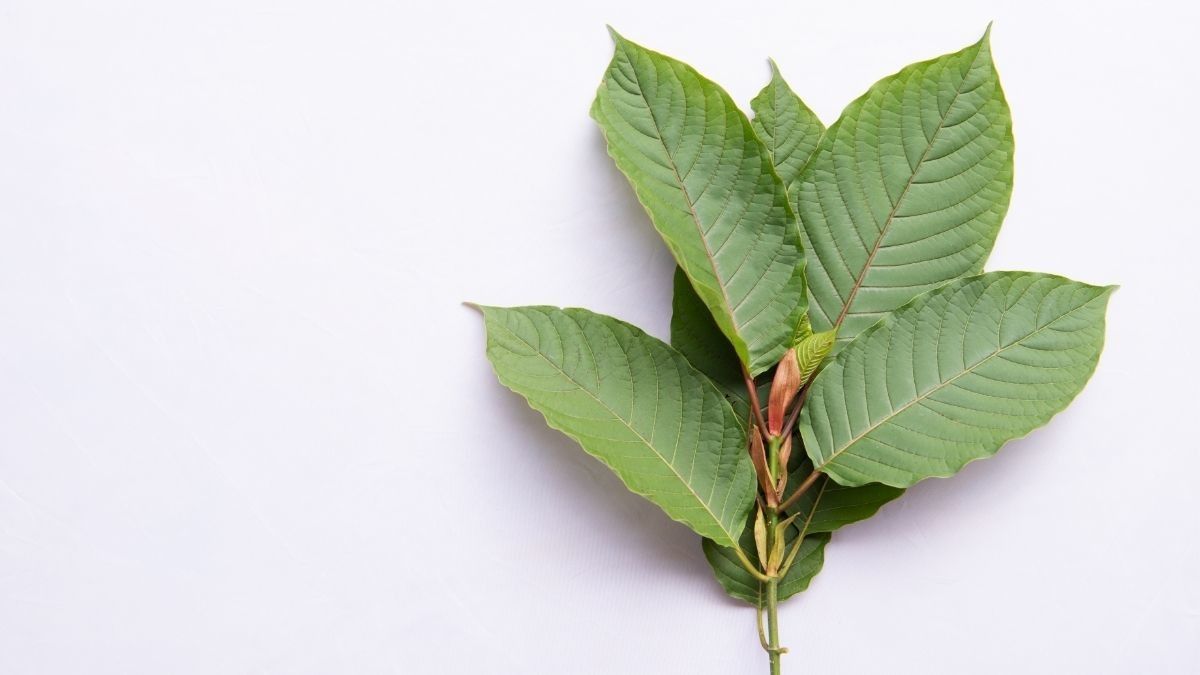6 Manfaat Daun Kratom Bagi Kesehatan Kamu - KlikDokter
