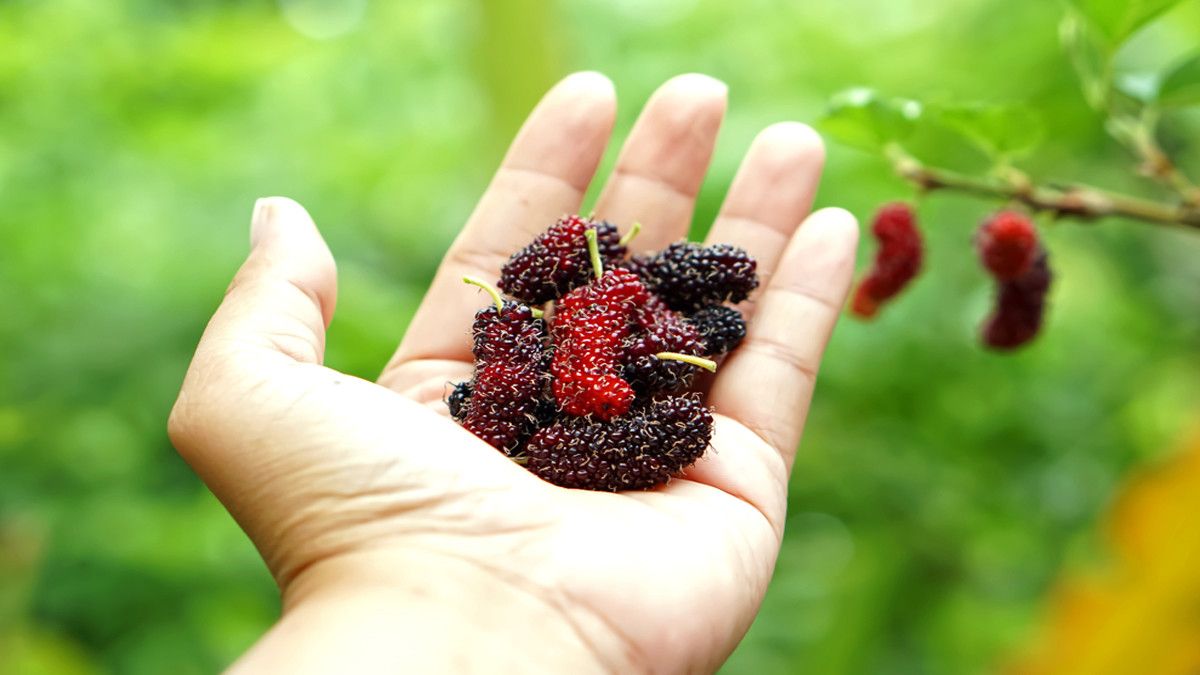 Punya Masalah Anemia, Coba Perbanyak Makan Buah Mulberry atau Murbei ...