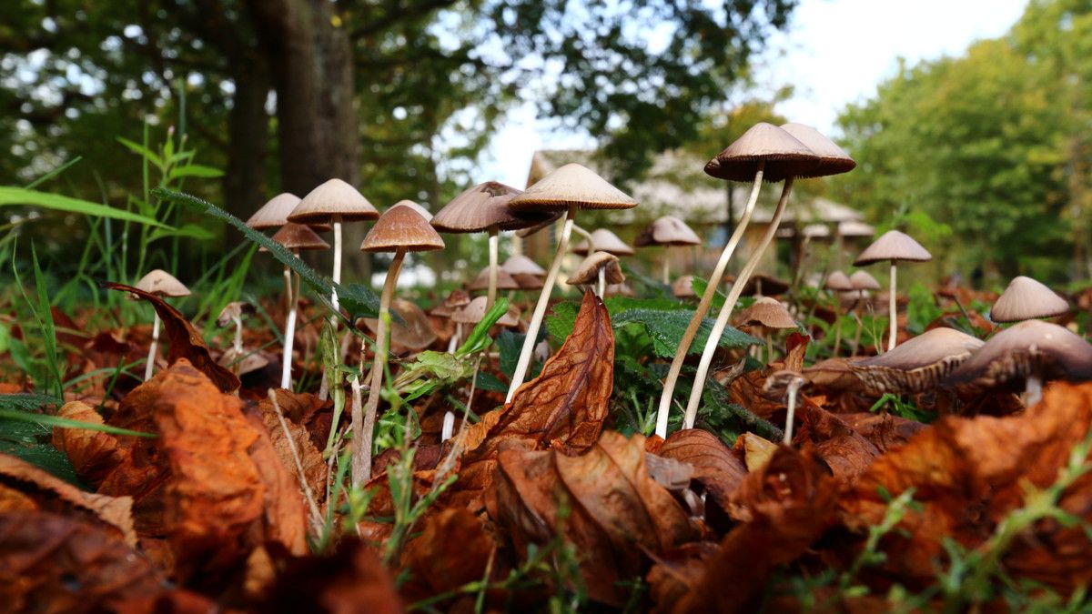 Mengenal Jenis Jamur yang Bisa Dimakan dan Manfaat Sehatnya - KlikDokter