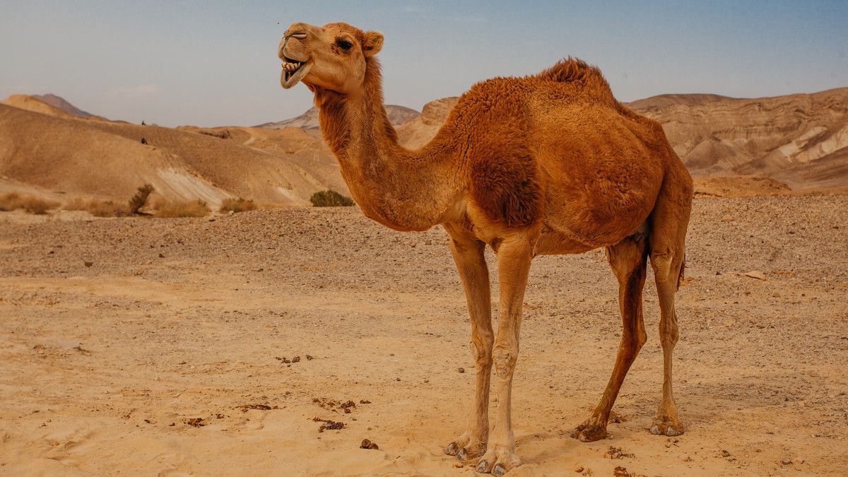 Makan Daging Unta Saat Ibadah Haji, Apa Manfaatnya? - KlikDokter