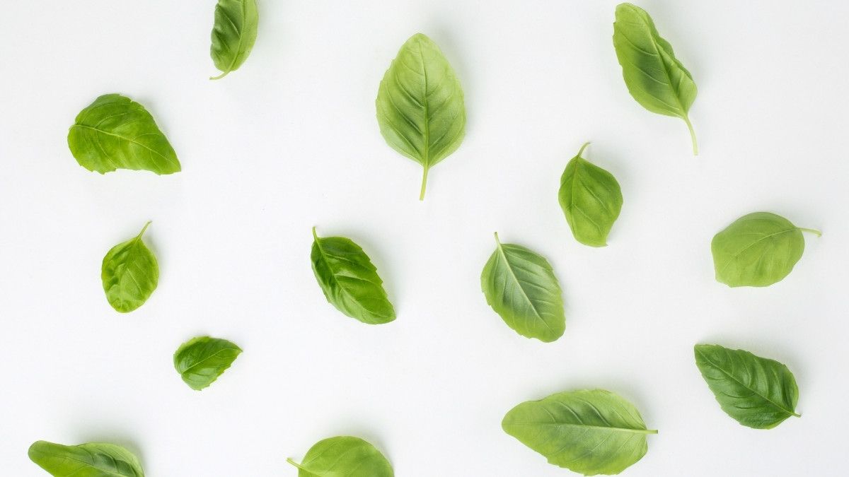 6 Manfaat Daun Kemangi untuk Kecantikan Kulit - KlikDokter