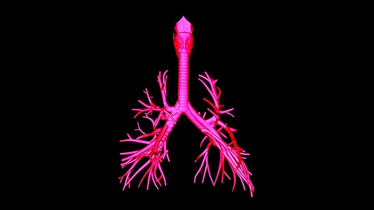 Mengenal Fungsi Trakea pada Sistem Pernapasan Manusia - KlikDokter