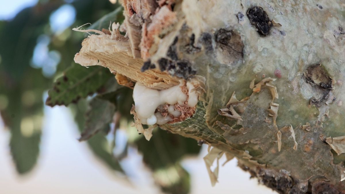 7 Manfaat Tumbuhan Kemenyan untuk Kesehatan - KlikDokter