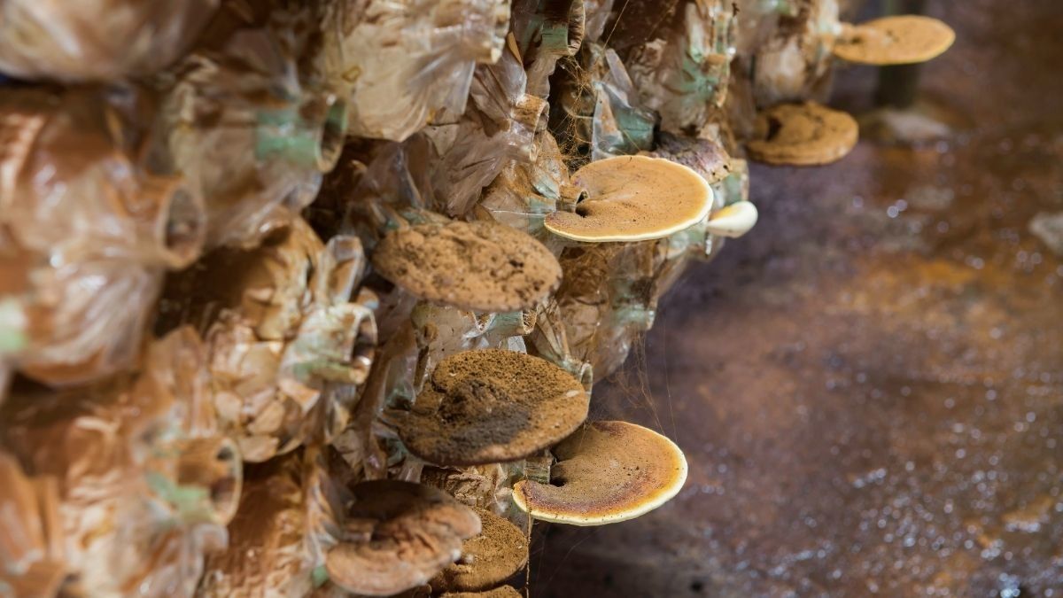 10 Manfaat Jamur Lingzhi (Ganoderma) untuk Kesehatan - KlikDokter