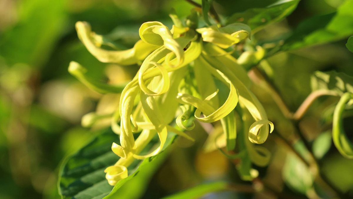 Bunga Kenanga Hijau Bisa Sembuhkan Kanker Payudara? - KlikDokter