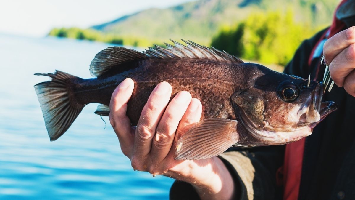 10 Jenis Ikan yang Tidak Boleh Dimakan Ibu Hamil - KlikDokter