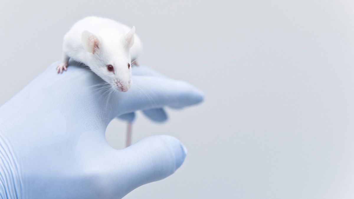 6 Alasan Peneliti Selalu Pakai Tikus untuk Penelitian - KlikDokter