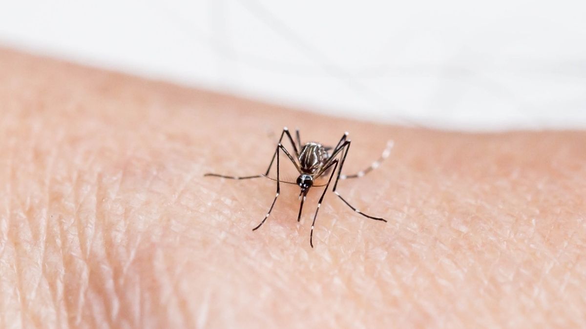 Mengenal Jenis-Jenis Malaria yang Dapat Mengancam Nyawa - KlikDokter