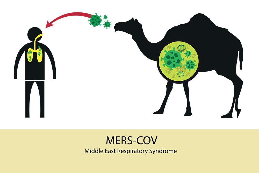 Jangan Minum Kencing Unta Jika Tak Ingin Kena Flu Unta - KlikDokter