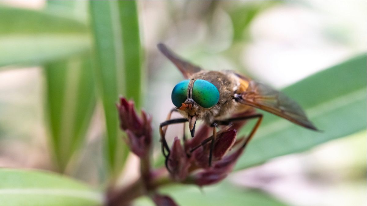 Pertolongan Pertama Tergigit Lalat Pikat atau Horse Fly - KlikDokter
