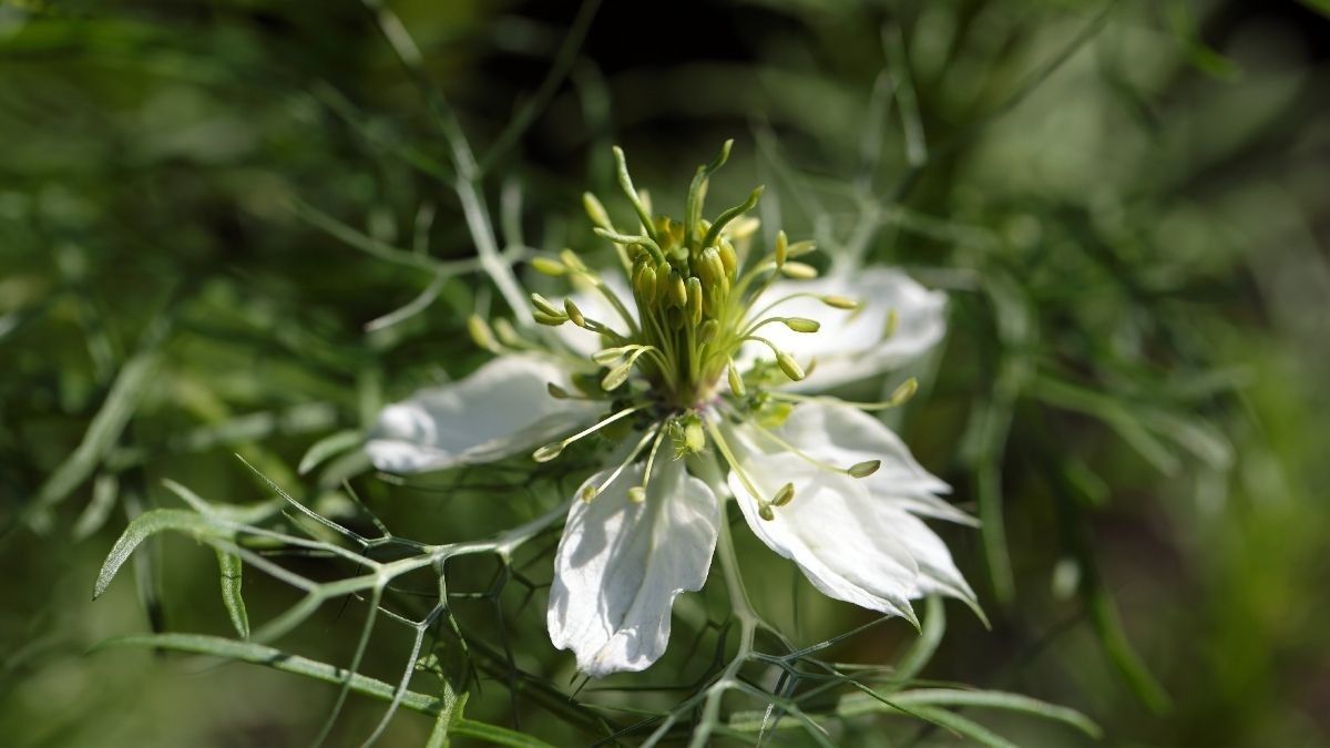 Benarkah Daun Jintan Dapat Melancarkan ASI? - KlikDokter