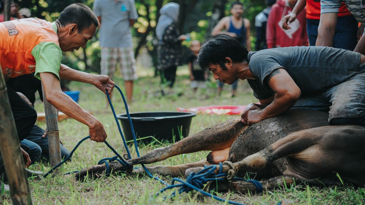 Aturan Menyembelih Hewan Kurban saat Pandemi COVID-19 - KlikDokter