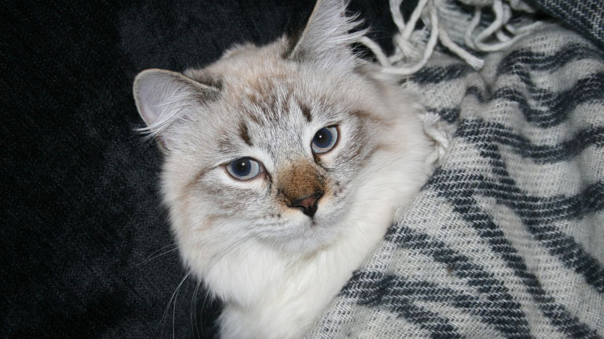 4 Ciri-Ciri Kucing Rabies dan Penyebabnya - KlikDokter