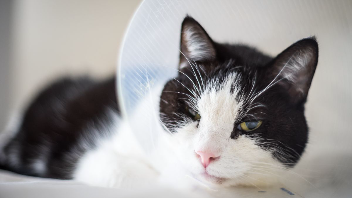 8 Cara Mengobati Luka pada Kucing yang Tepat - KlikDokter