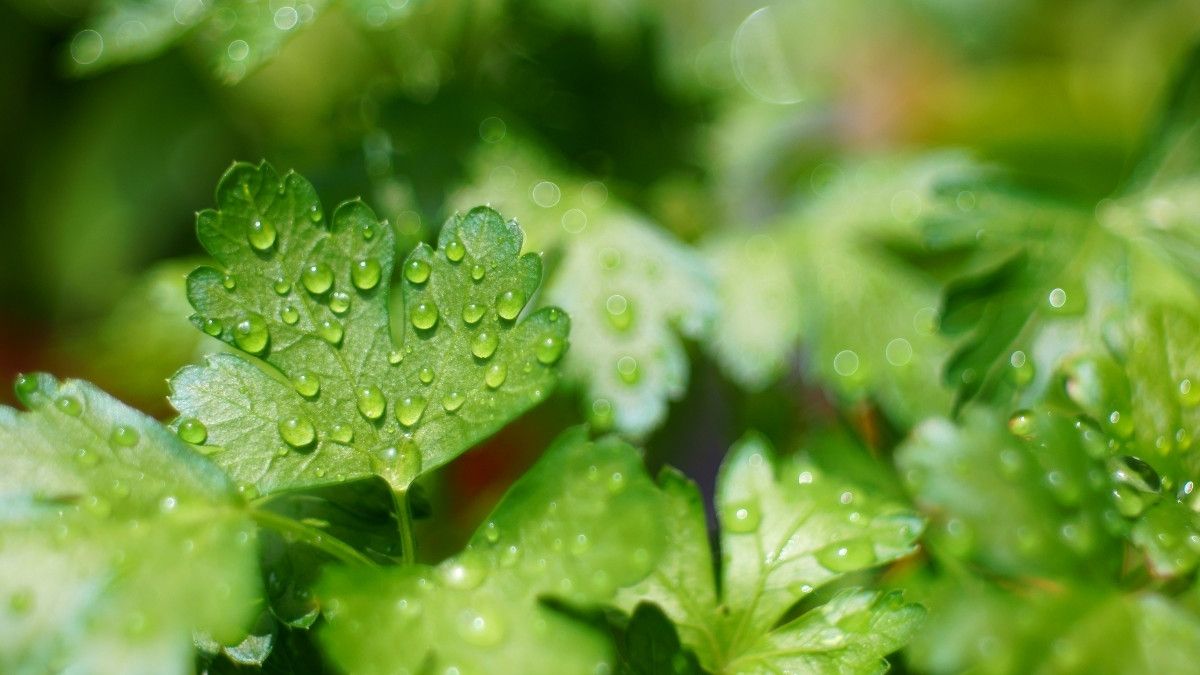 Manfaat Peterseli atau Parsley bagi Kesehatan Anak - KlikDokter