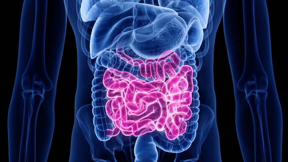 Kunci Hidup Sehat Berawal dari Usus yang Sehat, Benarkah? - KlikDokter