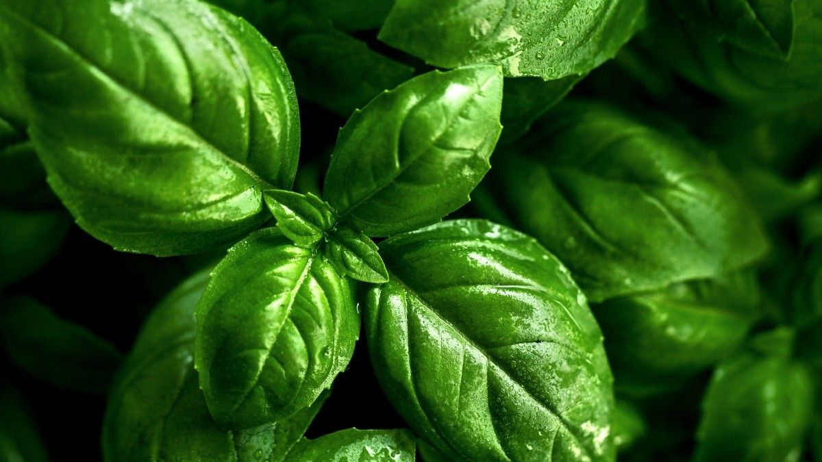 11 Jenis Rempah-Rempah dan Manfaatnya bagi Kesehatan - KlikDokter