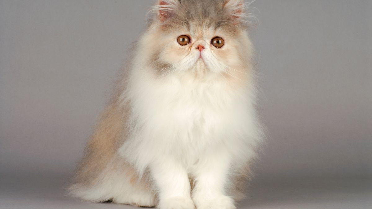 6 Penyebab Mata Kucing Merah dan Cara Mengatasinya - KlikDokter