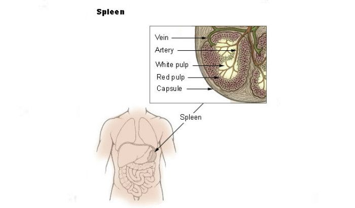Posisi Organ Limpa Bisa Pindah, Ternyata Ini Alasan Medisnya! - KlikDokter