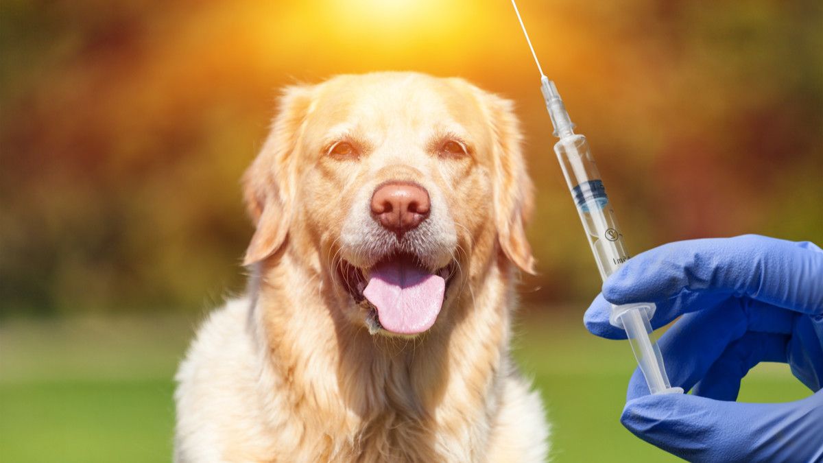 Mengenal Cara Pencegahan Rabies, Dalam Rangka Hari Rabies Sedunia ...